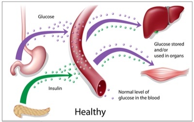 Injection Alternative: Model Predicts Performance Of Glucose-Responsive ...