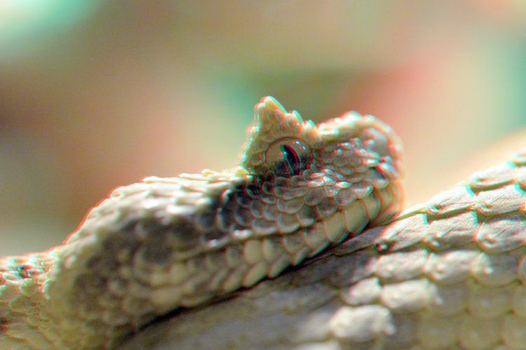 Field's Horned Viper Snake Bite