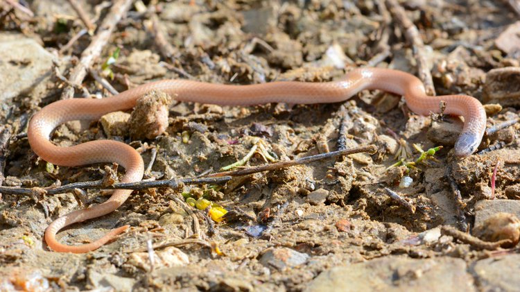 Plains Blackhead Snake Bite