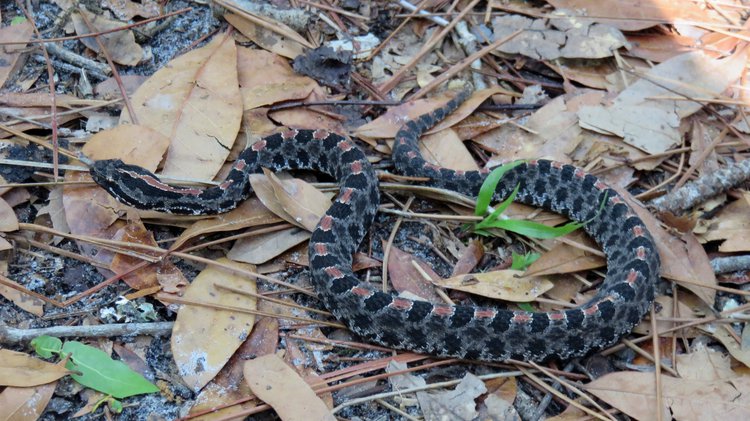 First Aid for Pygmy Rattlesnake Bite