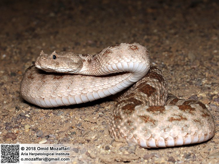 Persian Horned Viper Snake Bite
