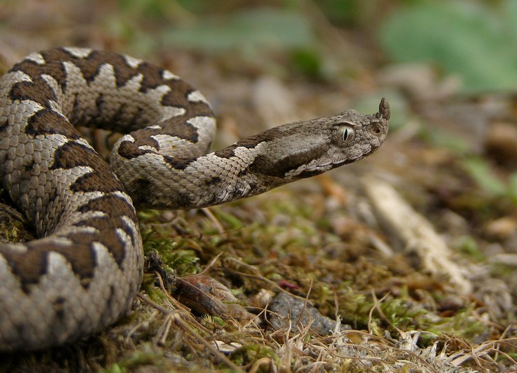 Western Sand Viper Snake Bite