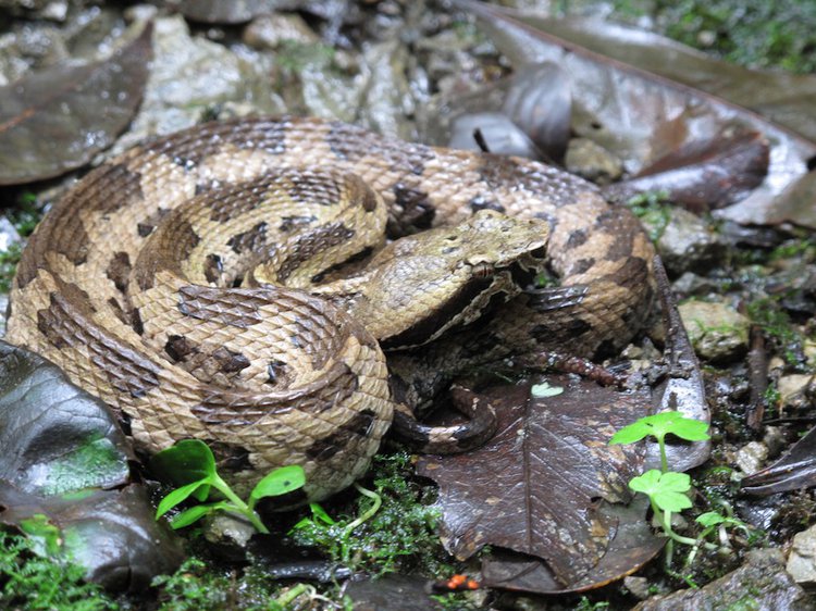 Hime Habu Snake Bite