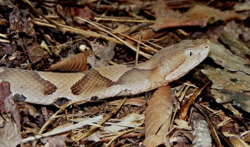 Life Cycle Of A Copperhead Snake