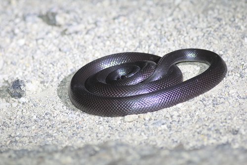 First Aid for Palestinian Mole Viper Snake Bite