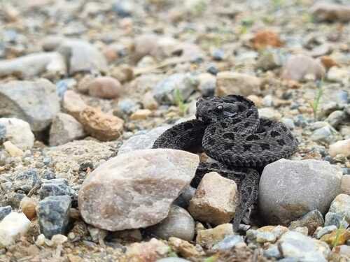 First Aid for Cape Mountain Adder Snake Bite