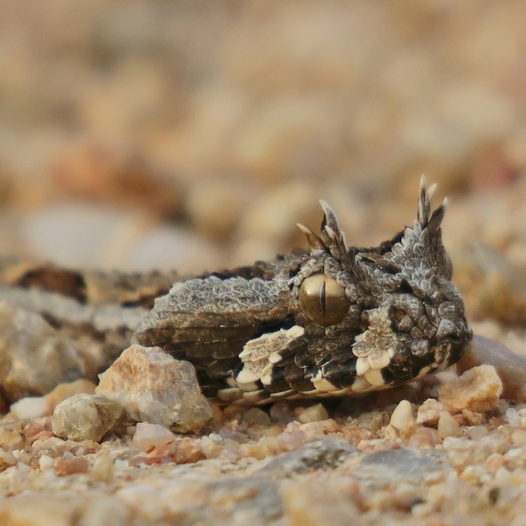 Western Many-Horned Adder Snake Bite