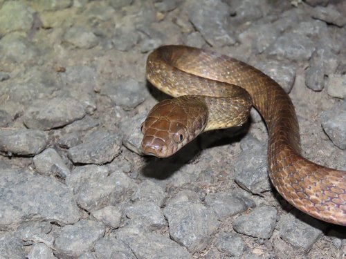 First Aid for Brown Tree Snake Bite