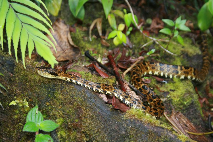 Speckled Forest Pitviper Snake Bite