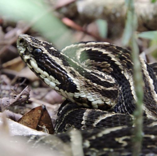 First Aid for Fonseca’s Lancehead Snake Bite