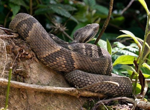 First Aid for Jararaca Snake Bite