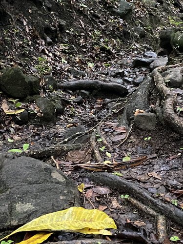 Martinique Lancehead Snake Bite
