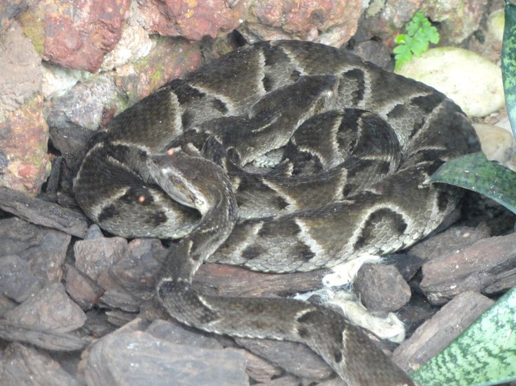 Brazilian Lancehead Snake Bite