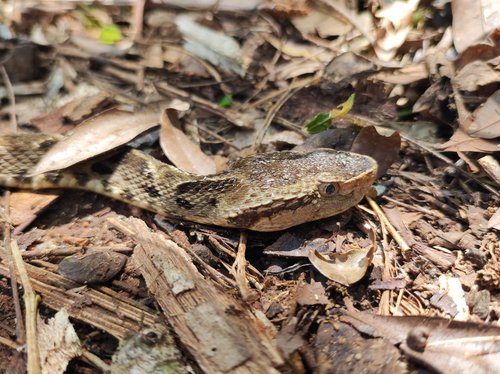 First Aid for Brazilian Lancehead Snake Bite