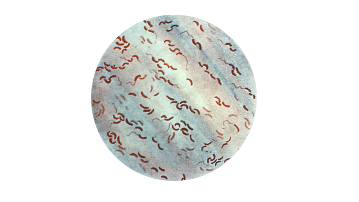 Tracking Down The Origin Of Cholera Pandemics