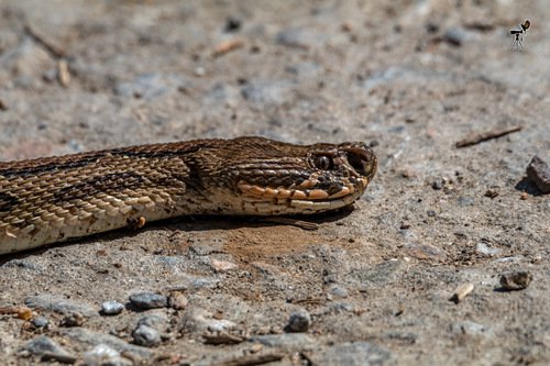 First Aid for Russell’s Viper Snake Bite