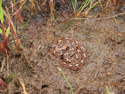 First Aid for Saw Scaled Viper Snake Bite