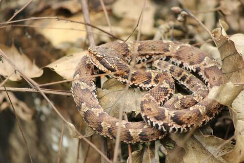 First Aid for Mamushi Snake Bite
