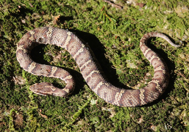 Mamushi Snake Bite