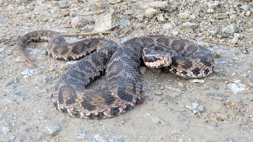 First Aid for Short-Tailed Mamushi Snake Bite