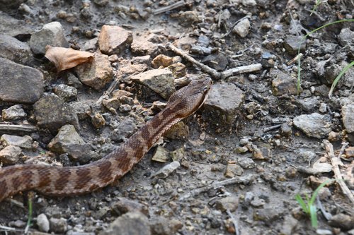 First Aid for Intermediate Mamushi Snake Bite