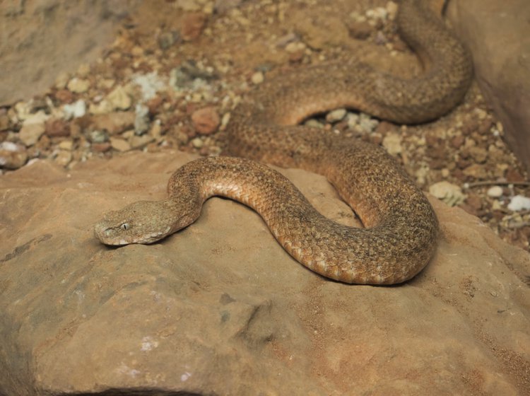 First Aid for Milos Viper Snake Bite