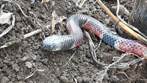 First Aid for Clark’s Coral Snake Bite