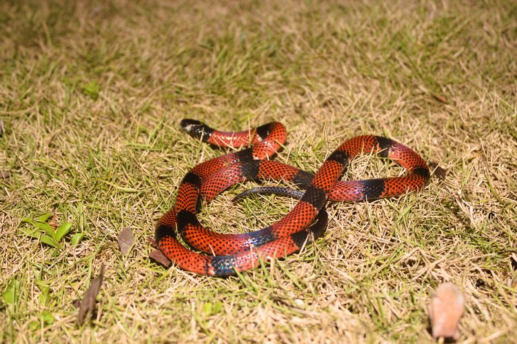 Dumeril's Coral Snake Bite