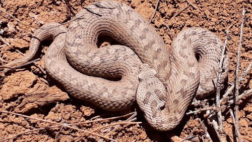 First Aid for Lebanon Viper Snake Bite