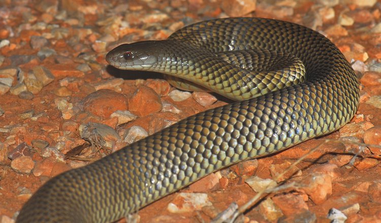 Mulga Snake Bite