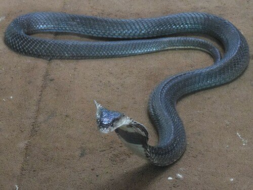 First Aid for Monocled Cobra Snake Bite