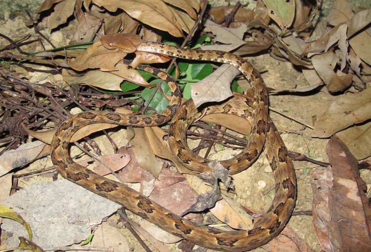 Taiwan Habu Snake Bite