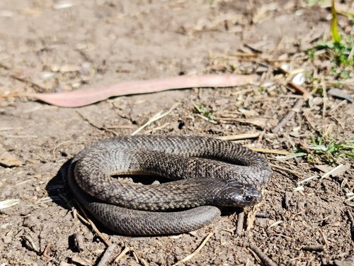 Blue Racer Snake Bite