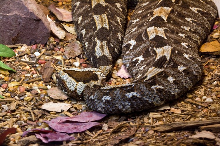 Rhinoceros Viper Snake Bite
