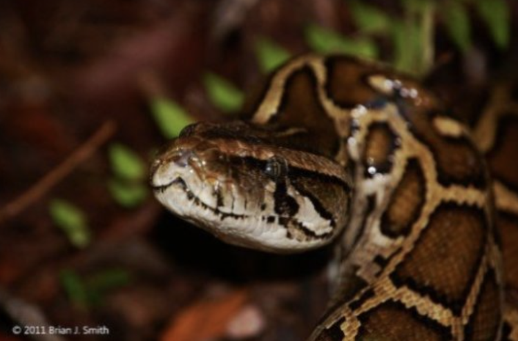 Burmese Python’s Hungry Escapades May Have Consequences For Human Health