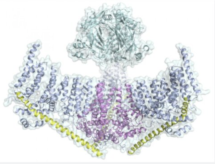 Breaking Up (Protein Complexes) Is Hard To Do, But New Study Shows How