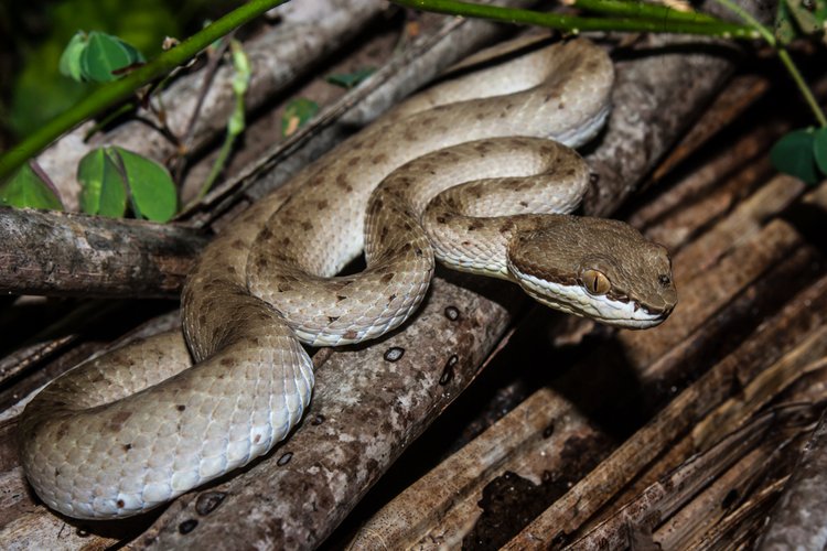 Nicobar Bamboo Pitviper Snake Bite