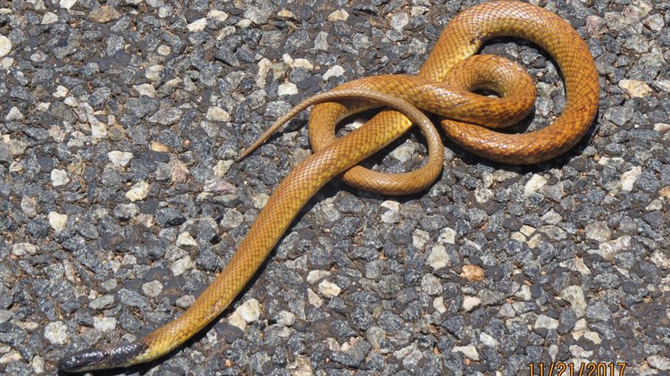 Western Brown Snake Bite