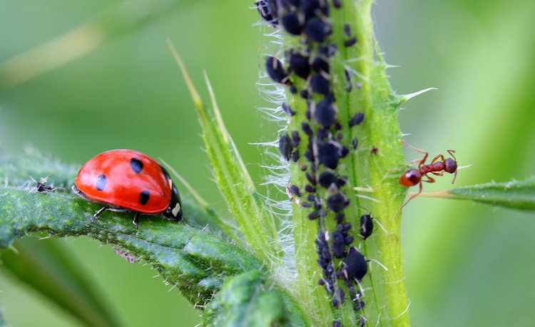 Insect Food Webs