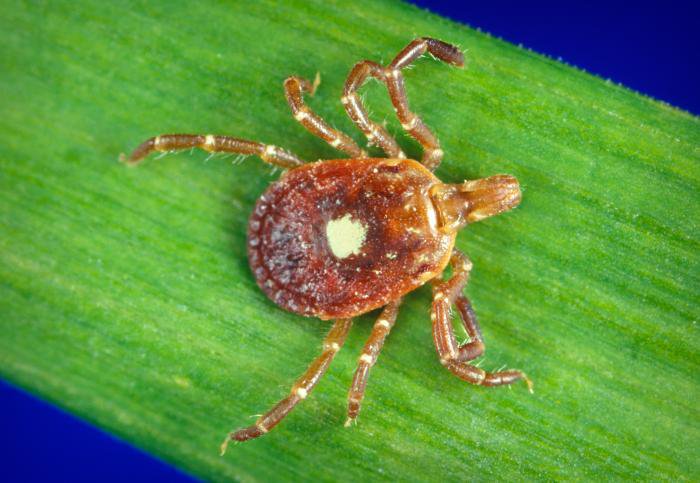 Southern Tick-Associated Rash Illness