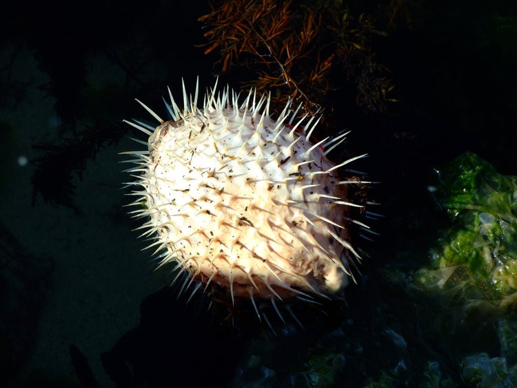 Pufferfish Poisoning