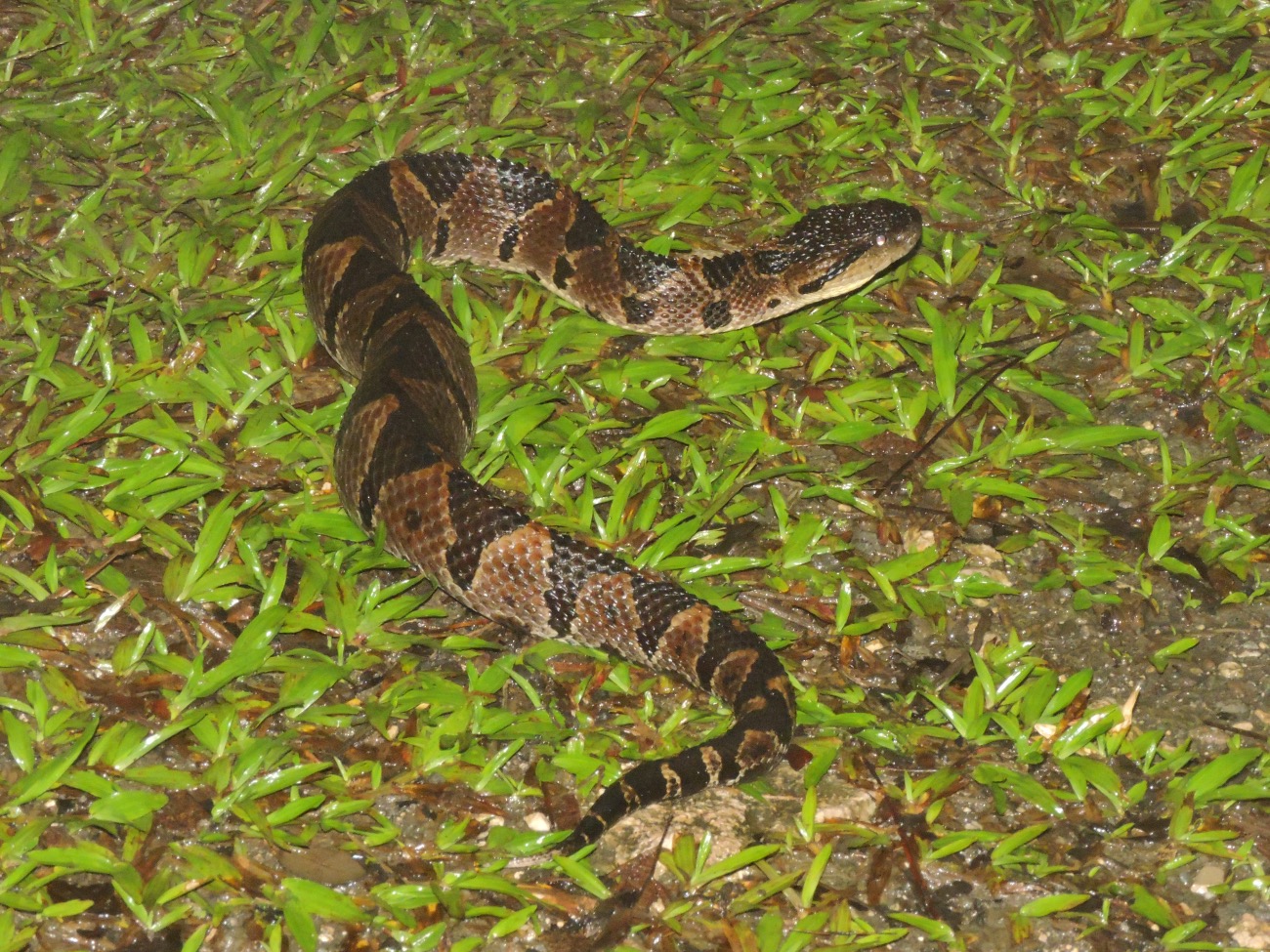 Picado's Jumping Pitviper Snake Bite