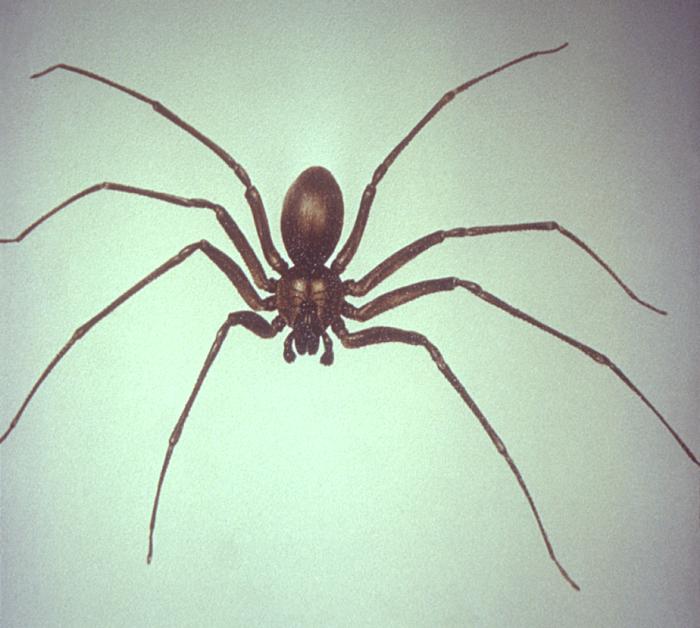 Baby Brown Recluse Spider Bite