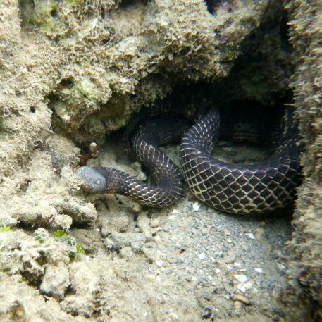 First Aid for Dubois' Sea Snake Bite