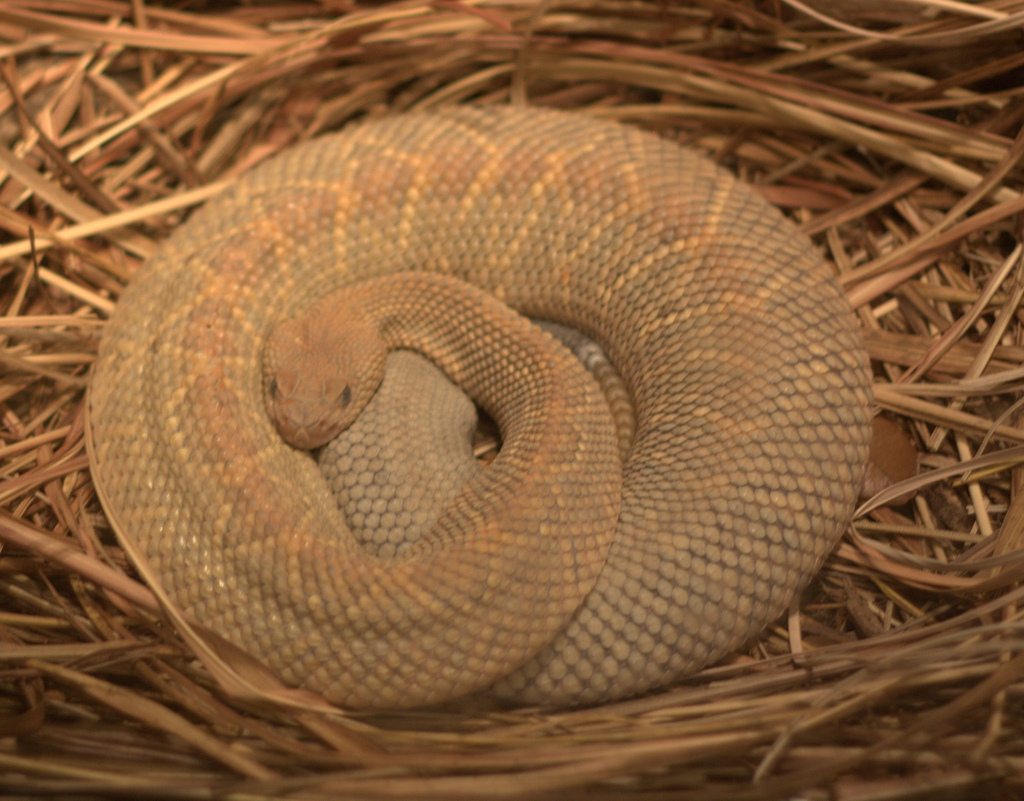 Aruba Island Rattlesnake Bite