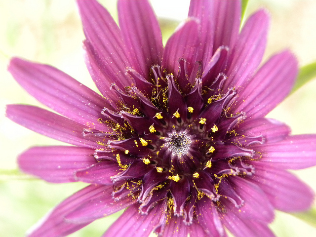 7 Health Benefits Of Salsify