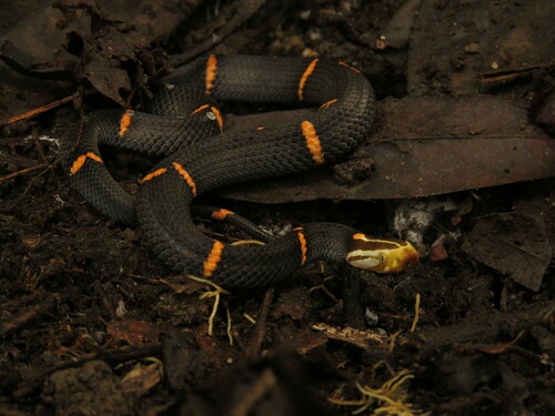 First Aid for Fea’s Viper Snake Bite