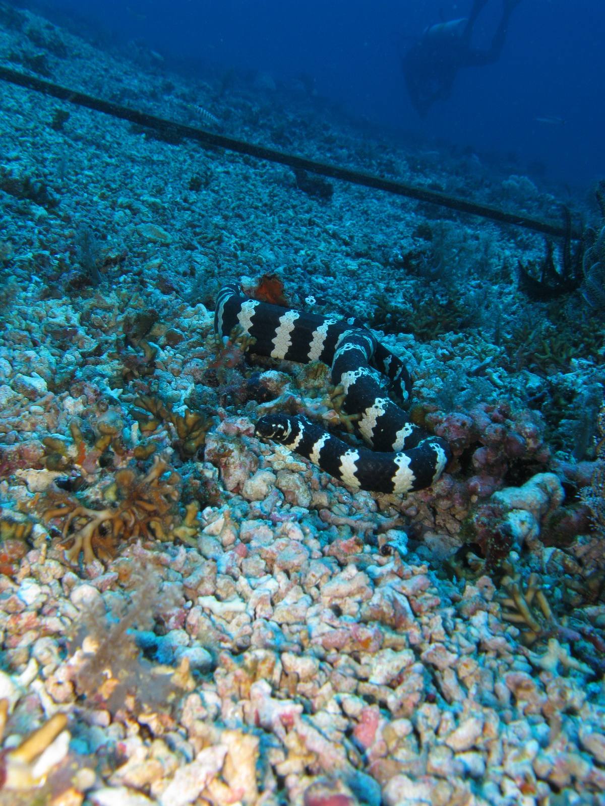 Black Banded Robust Sea Snake Bite