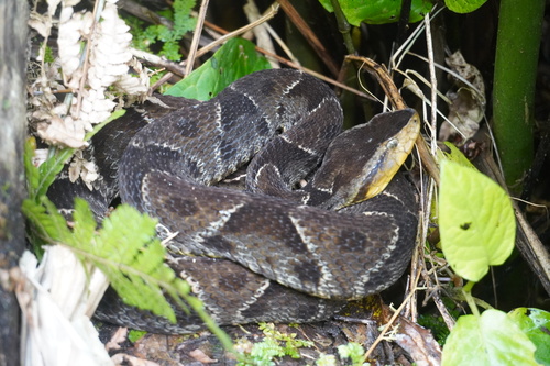 First Aid for Terciopelo Snake Bite
