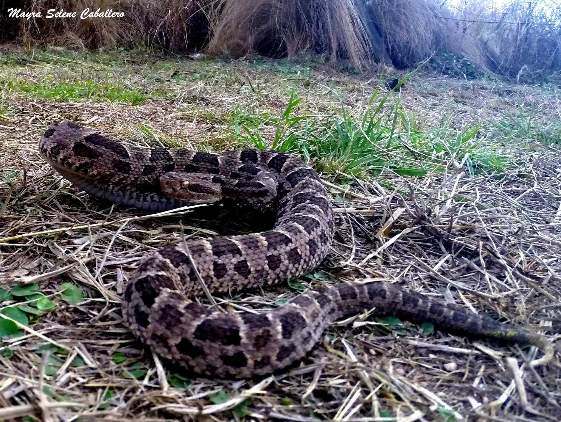 Chaco Lancehead Snake Bite